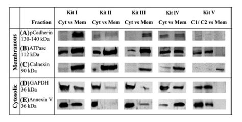 Plasma Membrane Isolation Kit Stratech