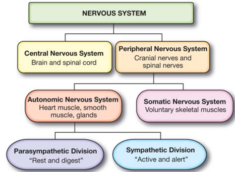 Autonomic Nervous System Flashcards Quizlet