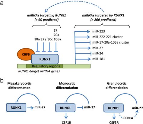 figure 1 from runx1 a microrna hub in normal and malignant hematopoiesis semantic scholar