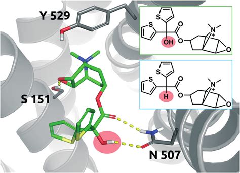 2d Representation Of The Small Molecule Tiotropium Green Box