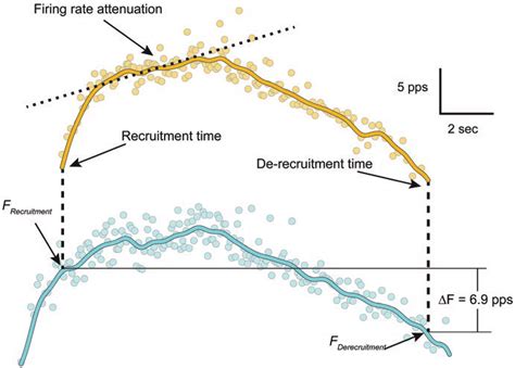 Motor Unit Firing Patterns From Two Tibialis Anterior Motor Units
