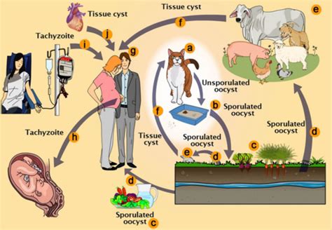 Lc10 Gi Protozoa 2 Apicomplexa Coccidia And Toxoplasma Flashcards Quizlet