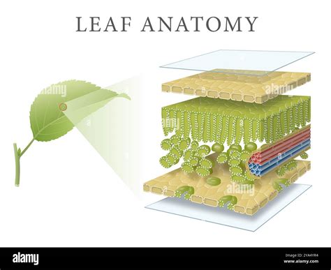 Illustration Of Leaf Anatomy And Layers Stock Photo Alamy