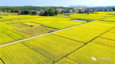 丰景独好航拍吉泰粮仓遍地黄金甲图凤凰网江西 凤凰网