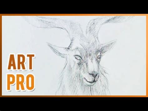 Realistic Goat Drawing