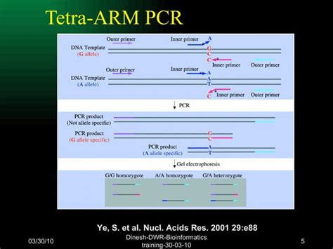 Snp Genotyping Methodlogy Dwr 30 03 10 Ppt