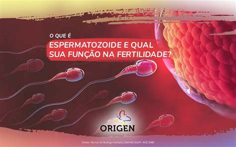 Esperma E Espermatozóides São A Mesma Coisa