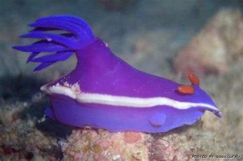 Необычные обитатели подводного мира Интересное и необычное