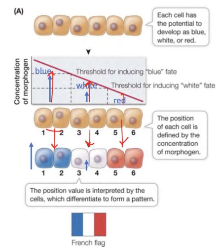 Bioe 20b Midterm 2 Flashcards Quizlet
