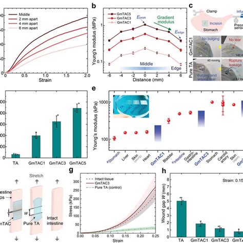 Pdf Gradient Modulus Tissue Adhesive Composite For Dynamic Wound Closure