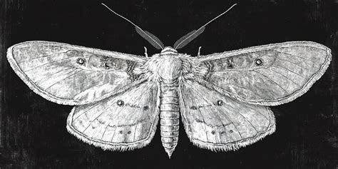 Detailed Depiction Of A Moth With Intricate Wing Patterns Set Against A Dark Background Stock