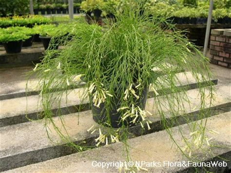 Nparks Russelia Equisetiformis Yellow Gold