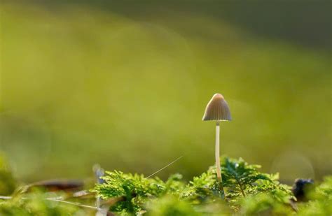 Knl Cosmetic 한국 화장품