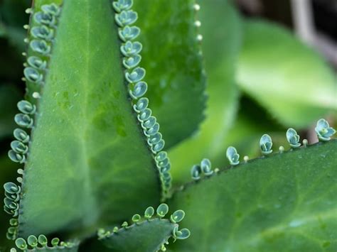 ¿qué Significa La Planta Mala Madre Tiene Múltiples Beneficios Para La