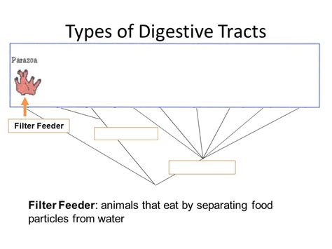 Animals That Are Filter Feeders At Ronald Stinson Blog