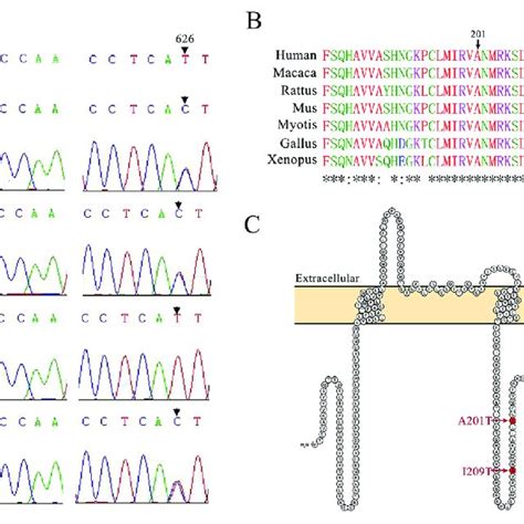 a mutation detection by sequencing patients iii 1 and iii 2 are
