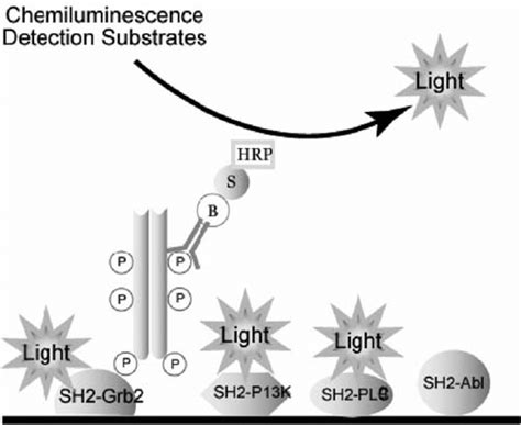 Diagram Illustrates The Principle Of Src Homology 2 Sh2 Domain Array Download Scientific