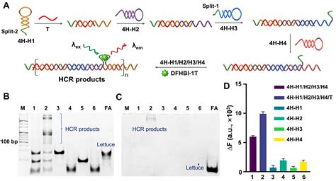Fluorogenic Aptamer Based Hybridization Chain Reaction For Signal Amplified Imaging Of Apurinic
