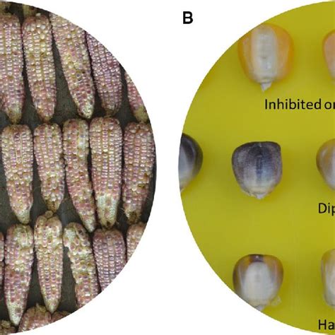 Pdf Doubled Haploid Technology For Line Development In Maize Technical Advances And Prospects