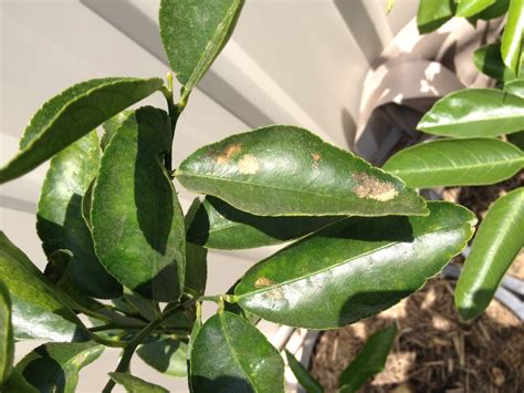 Forum Rust Or Fungus