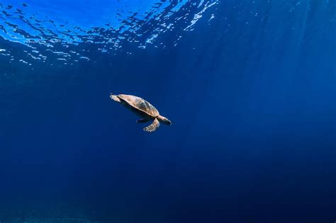 海洋中的动物图片大全 海洋中的动物高清图片下载 觅知网