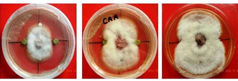 Disc Diffusion Plates Showing Growth Inhibition Of Fusarium