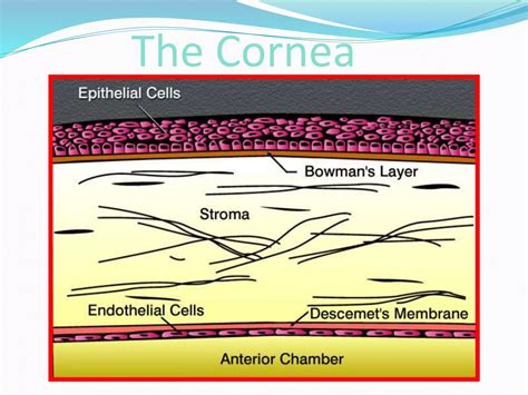 Collagen Cross Linking Ppt Pptx