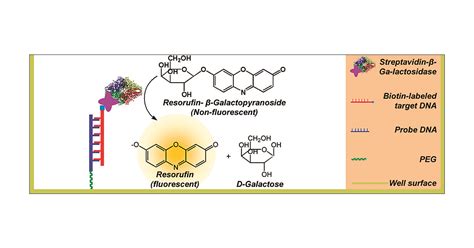 Detection Of Single Molecule Dna Hybridization Using Enzymatic Amplification In An Array Of