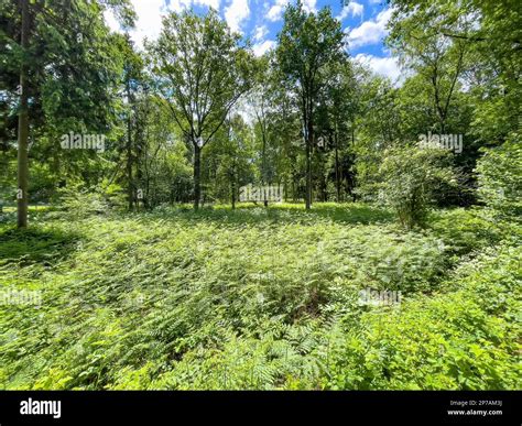 Ferns Fern Of The Forest Female Fern Lady Fern Athyrium Filix Femina Growing In Clearing In