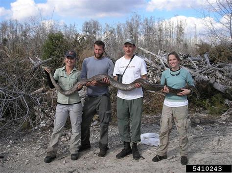 Pythons Genus Python Daudin 1803