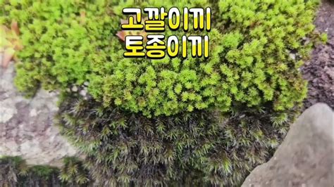 바위솔에심기좋은이끼는~ 서리이끼 양지이끼 비단이끼 좀비늘이끼 침세줄이끼 고깔이끼등 단양바위솔 Youtube