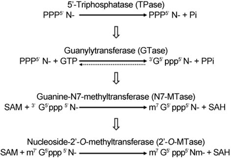 reaction scheme of conventional mrna capping solid arrows represent