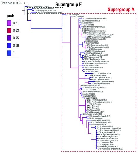 bayesian majority rule consensus tree mrbayes from the concatenated