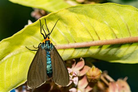 10 Common Moths Of Arizona 2023 Guide The Gardening Dad