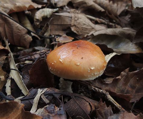 チャナメツムタケ Pholiota lubrica