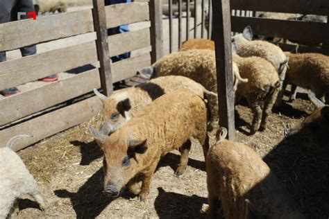 Ерөнхийлөгчийн зөвлөх Ч Даваабаяр Говьсүмбэр аймгийн гахайн аж ахуйтай танилцлаа