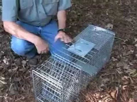 How To Set And Use A Cage Trap For Raccoons And Opossums Youtube