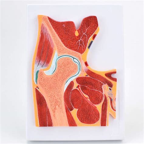 Buy Educational Model Hip Articulation Anatomical Model Of Skeletal