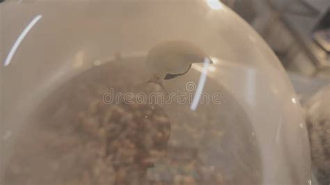 Extraction Of Mucin From Snails The Modern Method Of Snail Extraction Of Mucin Stock Footage