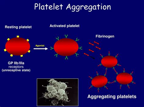 Ppt Platelet Structure And Function Powerpoint Presentation Free