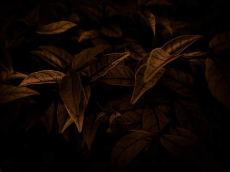 Brown Leaves Images Browse 3 611 Stock Photos Vectors And Video