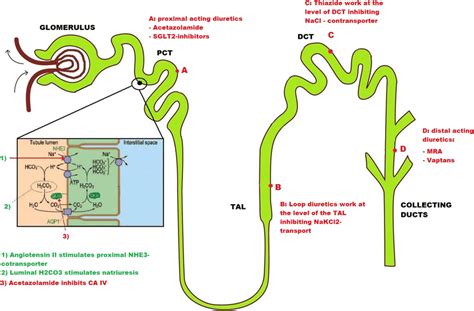 High Ceiling Effect Of Loop Diuretics Shelly Lighting