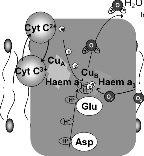 Structure And Mode Of Action Of Cytochrome C Oxidase Download Scientific Diagram