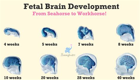 Timeline Of Brain Development