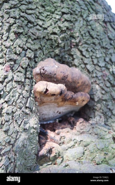 Fungi Growing On Tree Trunk Stock Photo Alamy