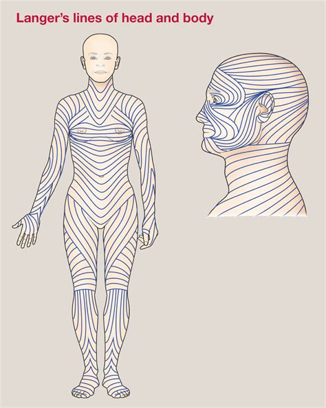 Surgical Anatomy Of The Skin Surgery Oxford International Edition