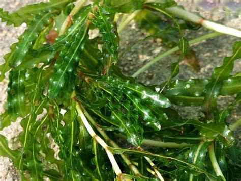 兴化市龙马水生植物培育有限公司 热线13270781001