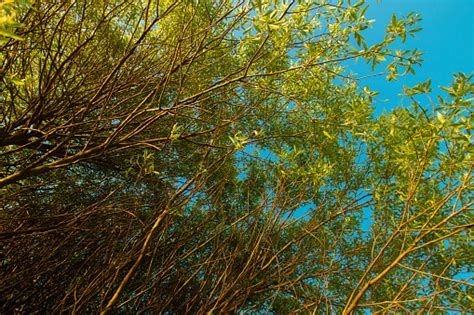 화창한 여름 날씨에 밝고 다채로운 푸른 하늘 이른 아침에 신선한 녹색 버드 나무 가지와 구름 텍스트를 위한 무료 빈 복사 공간이 있는 사진 0명에 대한 스톡 사진 및 기타