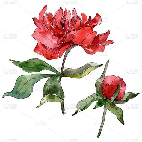 红花牡丹，植物花。水彩背景插图集。孤立牡丹插图元素。