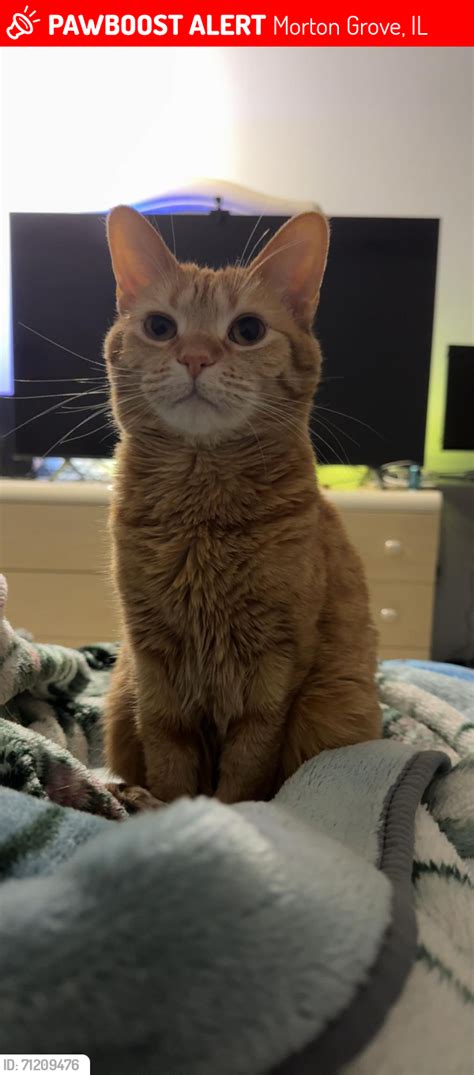 Morton Grove Il Lost Female Cat Beans Is Missing Pawboost